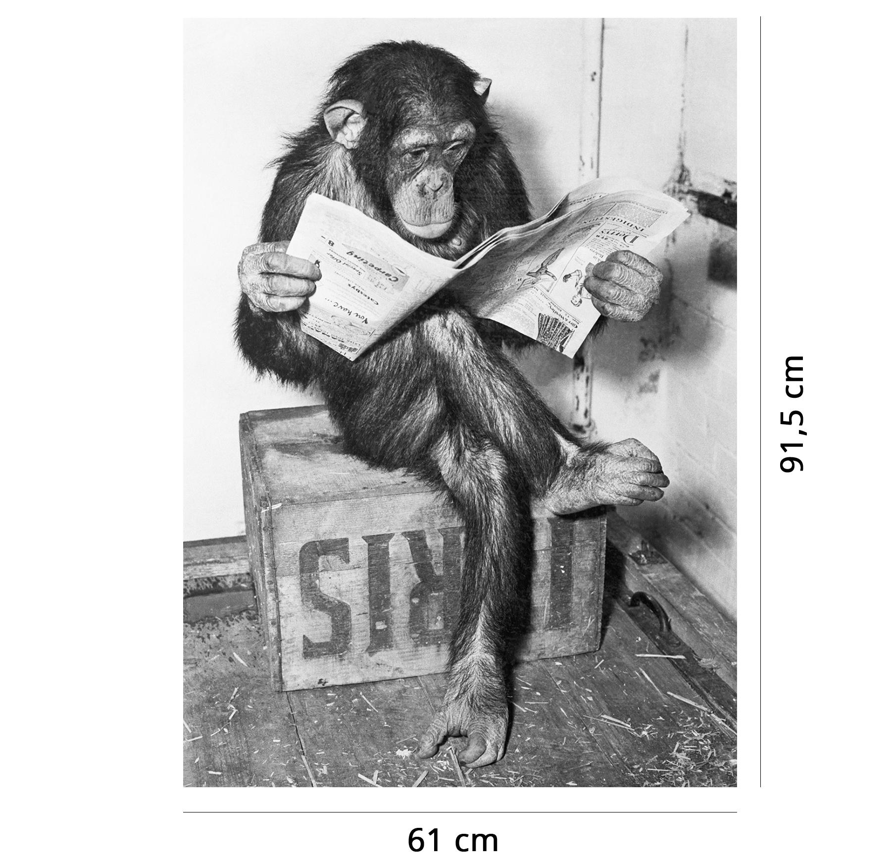 Schimpanse liest Zeitung Chimpanzee reading newspaper – Wallister ...